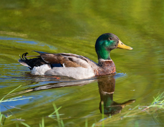 Jumbo Decoys – Quake Lake Decoys by RH Outdoors