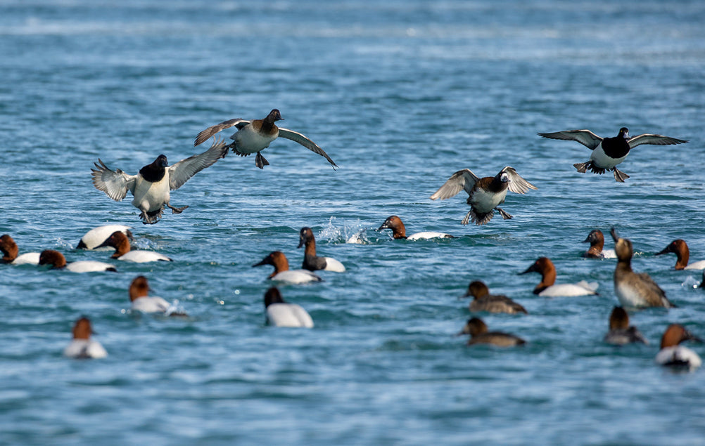 Jumbo Divers – Quake Lake Decoys by RH Outdoors